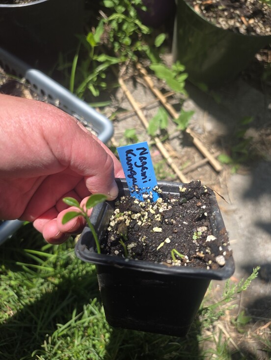 Other | Nagami Kumquat Citrus Plant Seedling | Poshmark